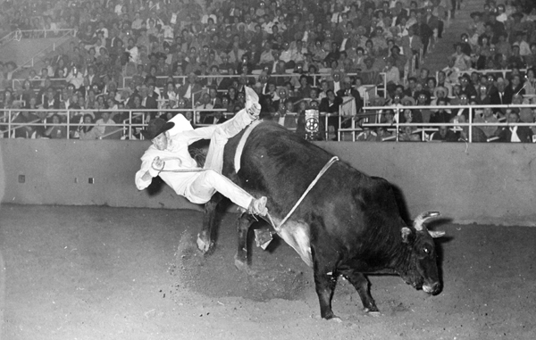 Flying High and Crash Landing: Bull Wrecks in Rodeo - National Cowboy ...