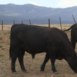 The Ranch Life - National Cowboy & Western Heritage Museum