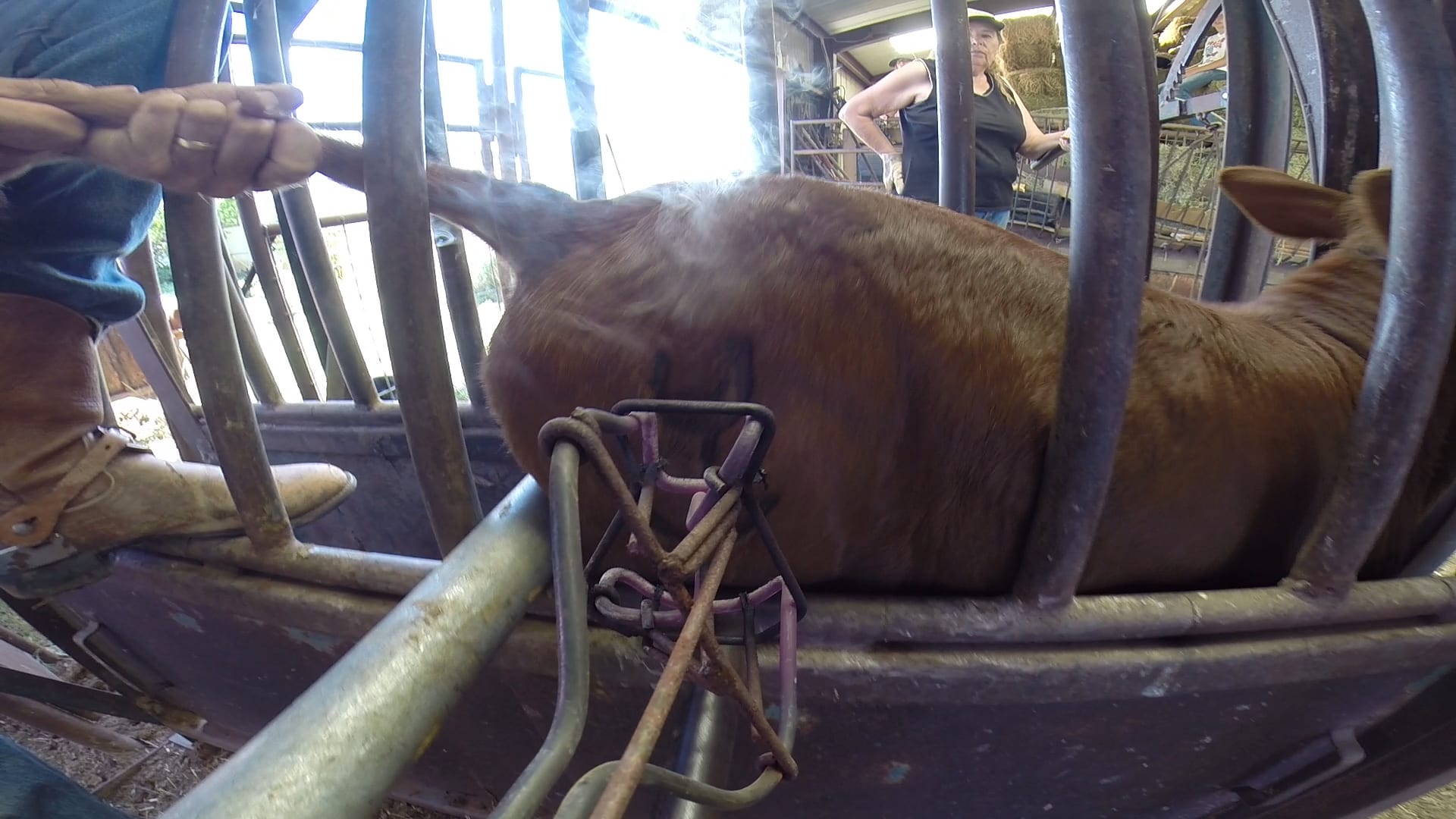Cattle Branding in Action - National Cowboy & Western Heritage Museum