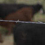 History of Barbed Wire - National Cowboy Museum