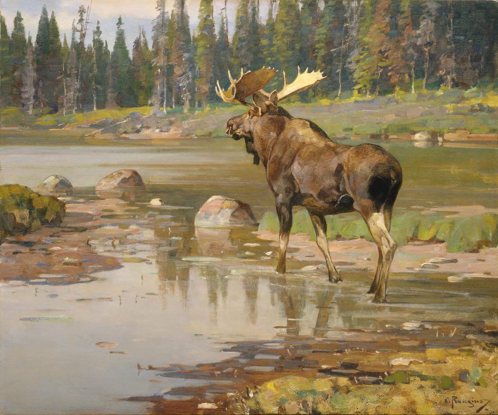 Wyoming Moose, Wind River - National Cowboy & Western Heritage Museum