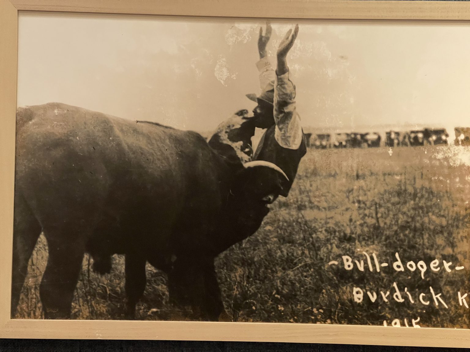 To Take Down a Bull, Bite Its Lip: True Story of the West! - National ...