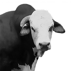 Dillinger - PBR Hall of Fame - National Cowboy & Western Heritage Museum