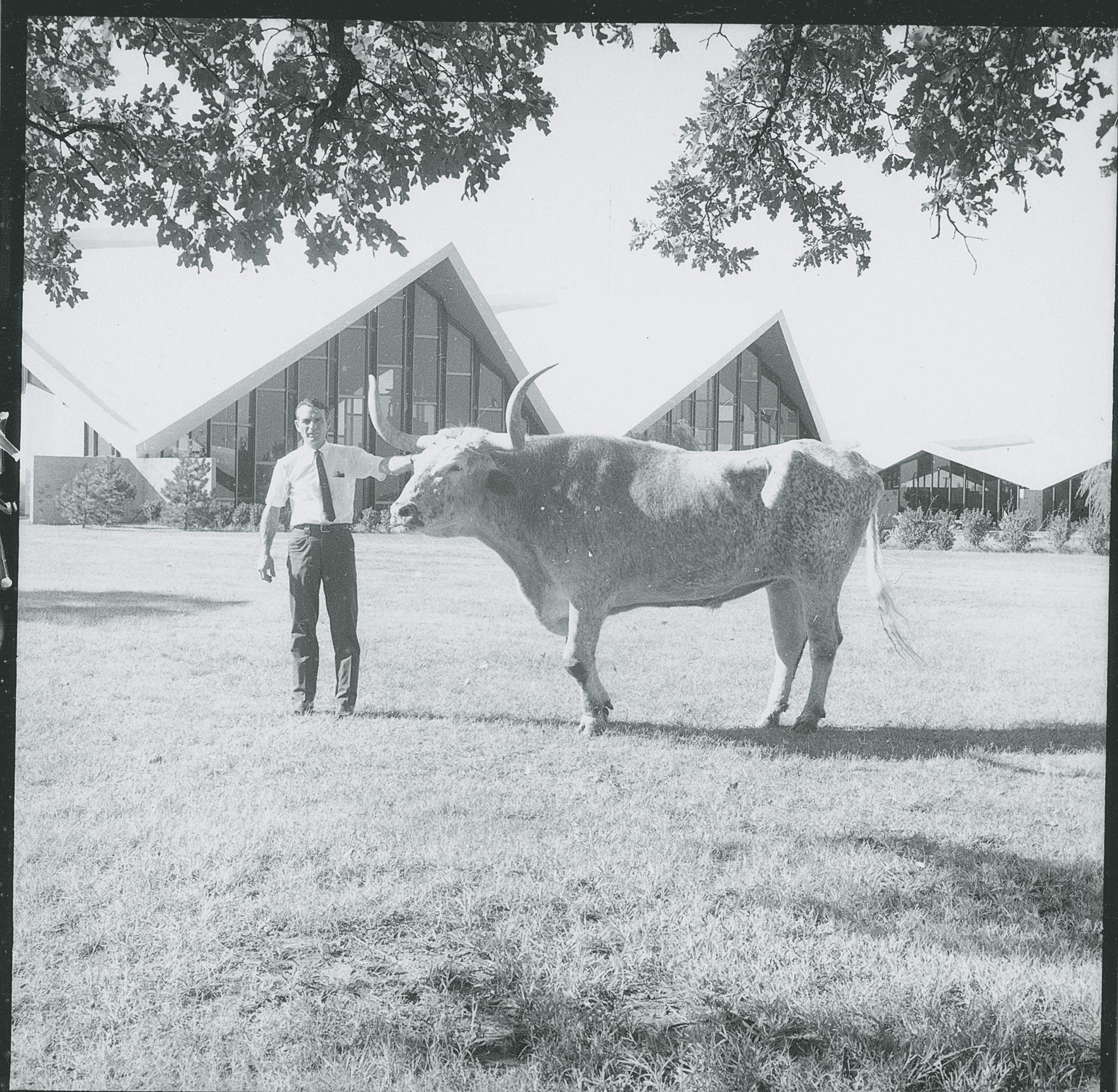 Breaking Trail: Abilene the Longhorn Museum Mascot - National Cowboy ...