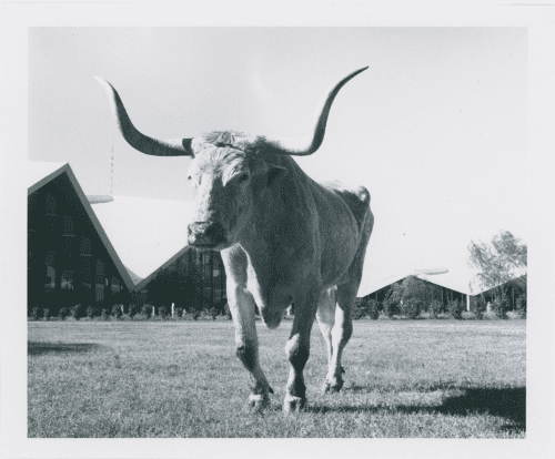 Breaking Trail: Calgary Stampede - National Cowboy & Western Heritage ...