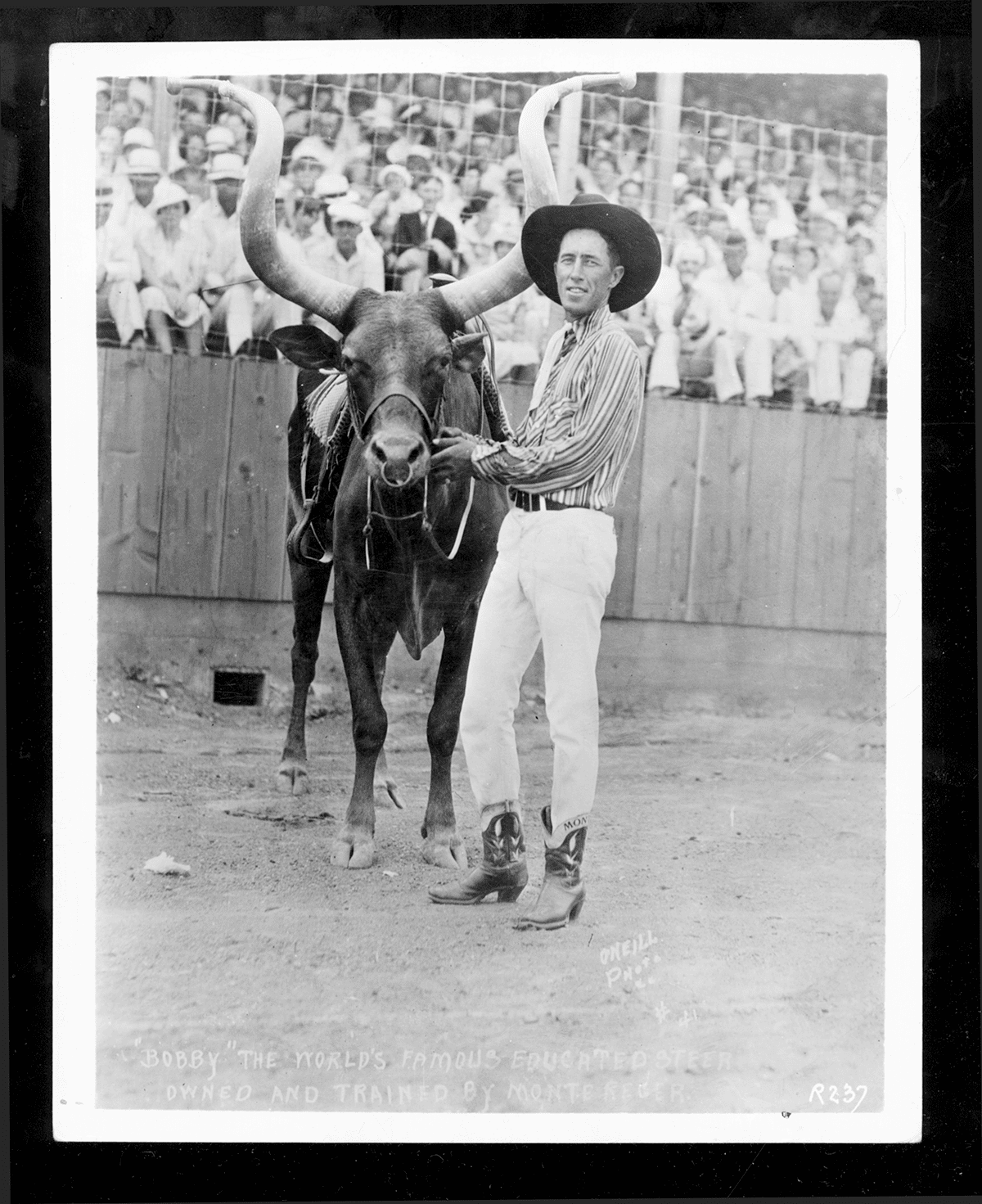 Breaking Trail: Bobcat Twister, the "Famous Educated Steer" - National ...
